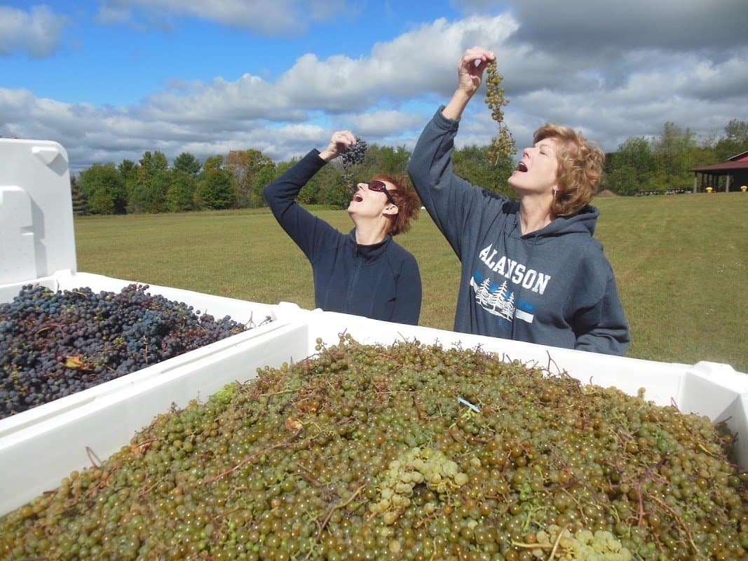 Crooked Vine Vineyard and Winery