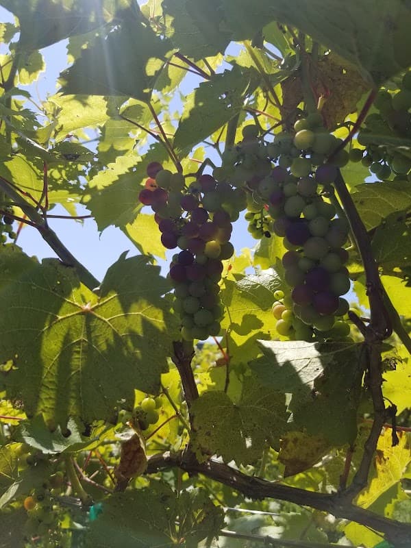 Spare Key Winery Charlevoix MI