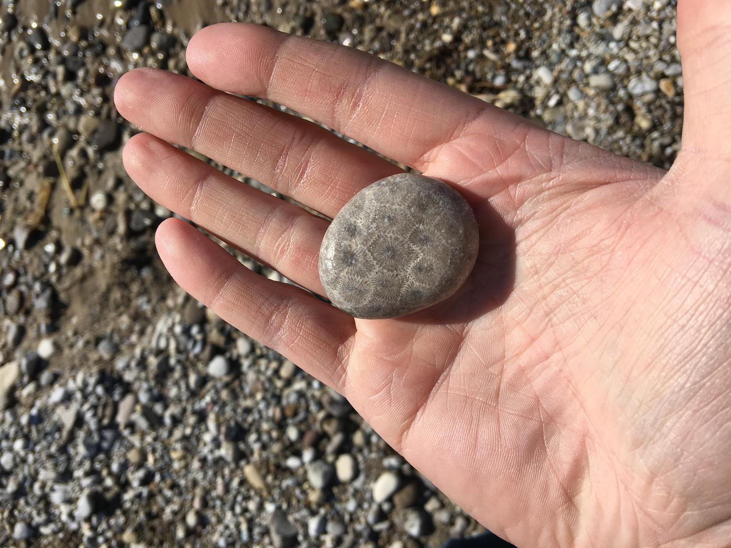 How to find Petoskey and Charlevoix stones in Charlevoix MI