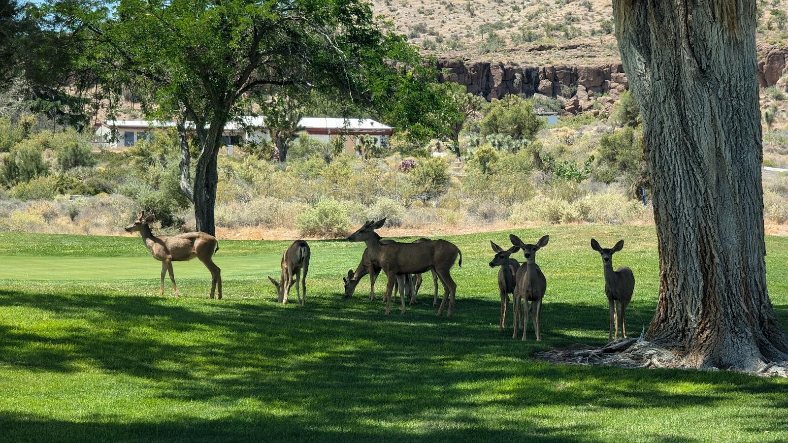 Cerbat Cliffs Golf Course - Kingman Tourism