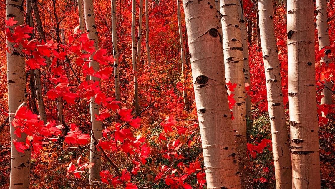 Fall Festivities - Heber Valley, Utah