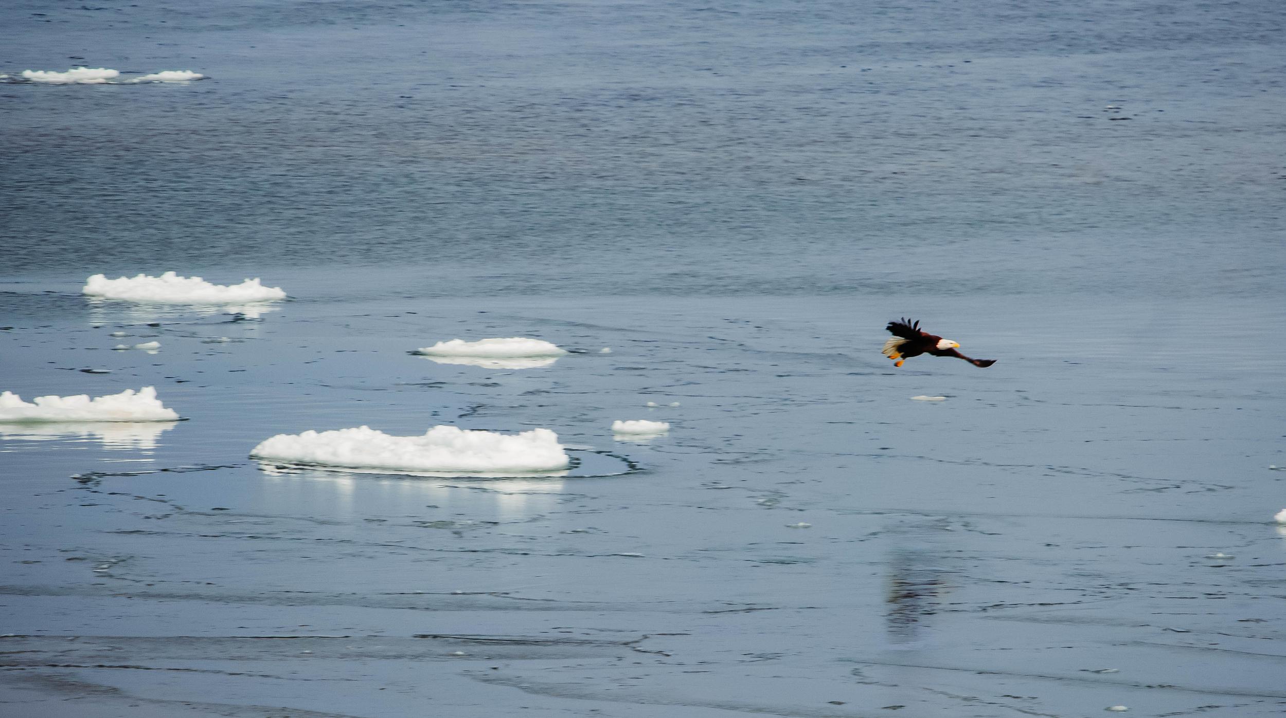 Migratory Birds of Chippewa County
