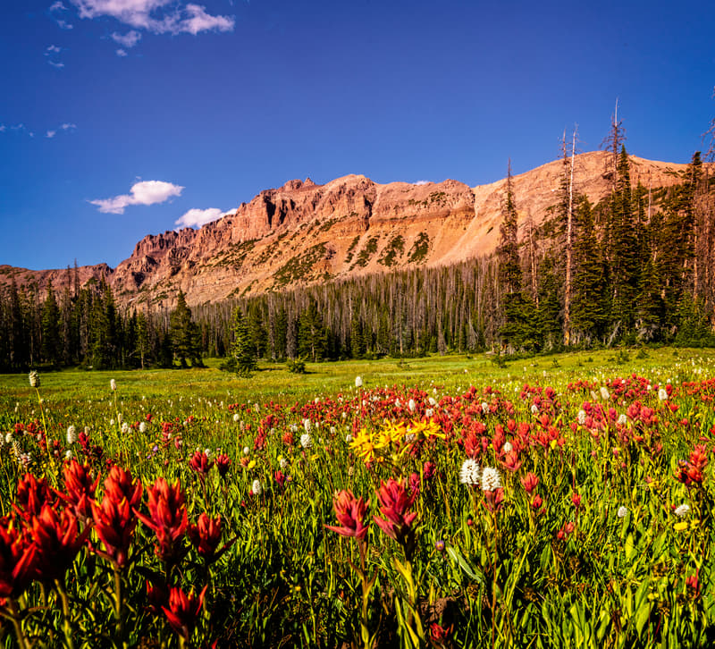 Spring Fever - Heber Valley, Utah