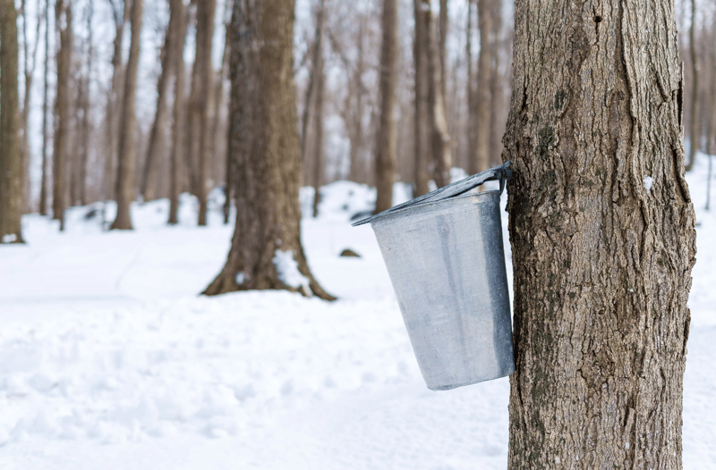 Maple Tapping Workshop at Wasatch Mountain State Park, Midway, Utah
