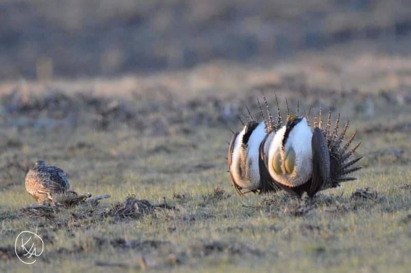 Sage Grouse Viewing in North Park