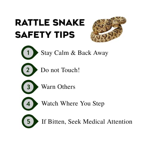 What to Know About Rattlesnakes in Utah and How to Stay Safe