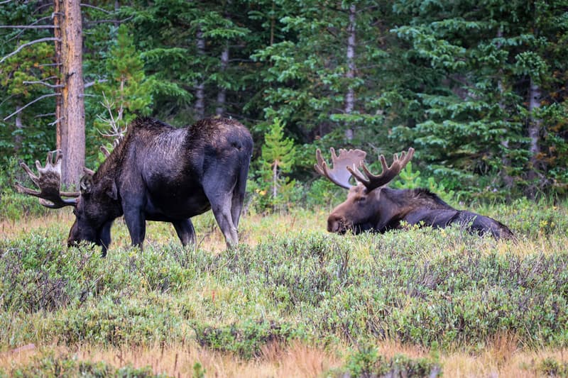 moose cow