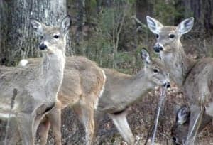 Deer Pens (Ogemaw Nature Park)